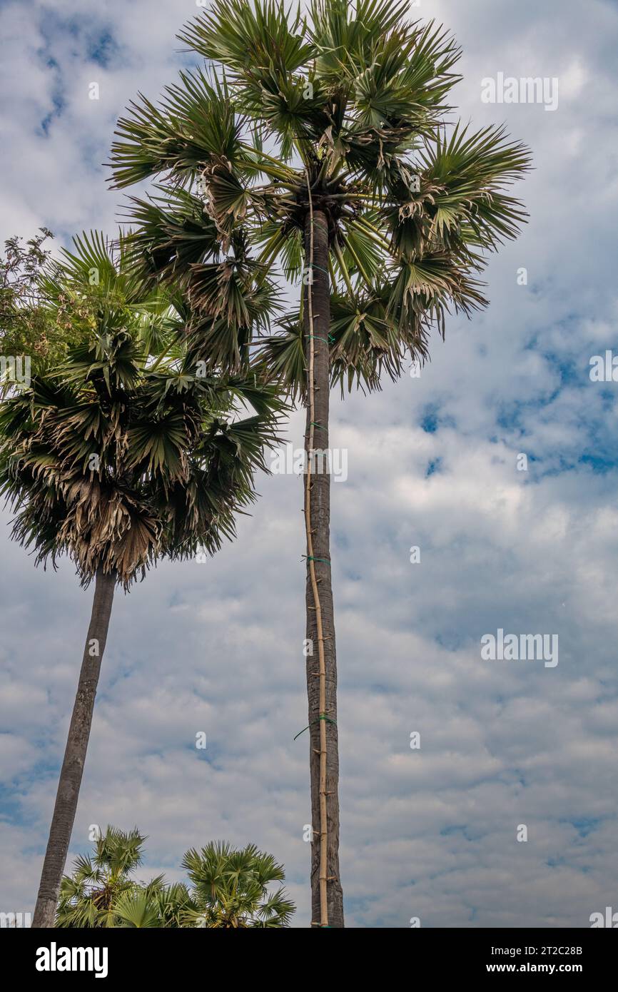 Palm Sugar Trees with Flimsy Ladder, Cambodia Stock Photo - Alamy