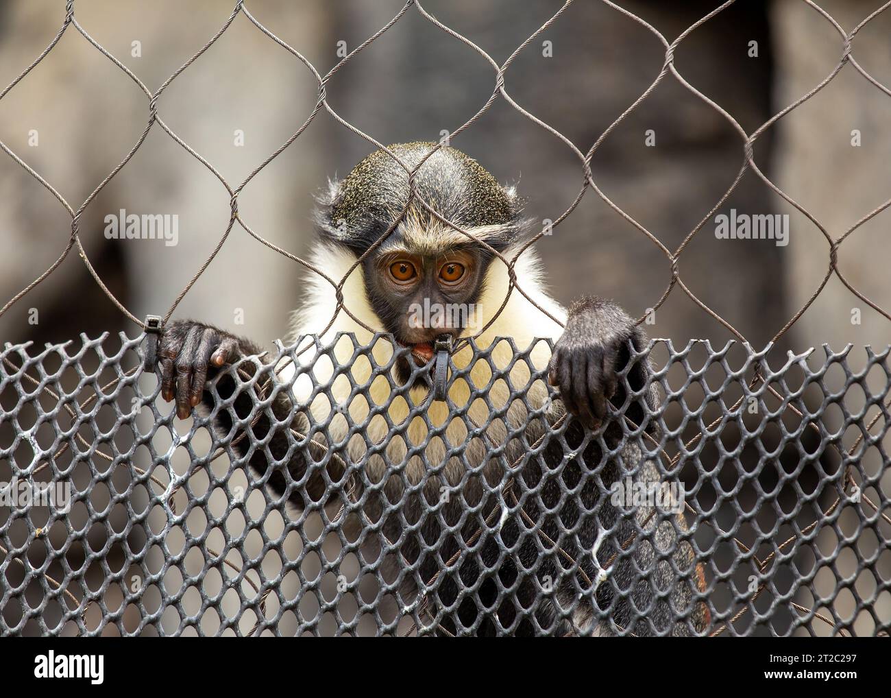 Diana monkeys are medium-sized monkeys native to the rainforests of ...