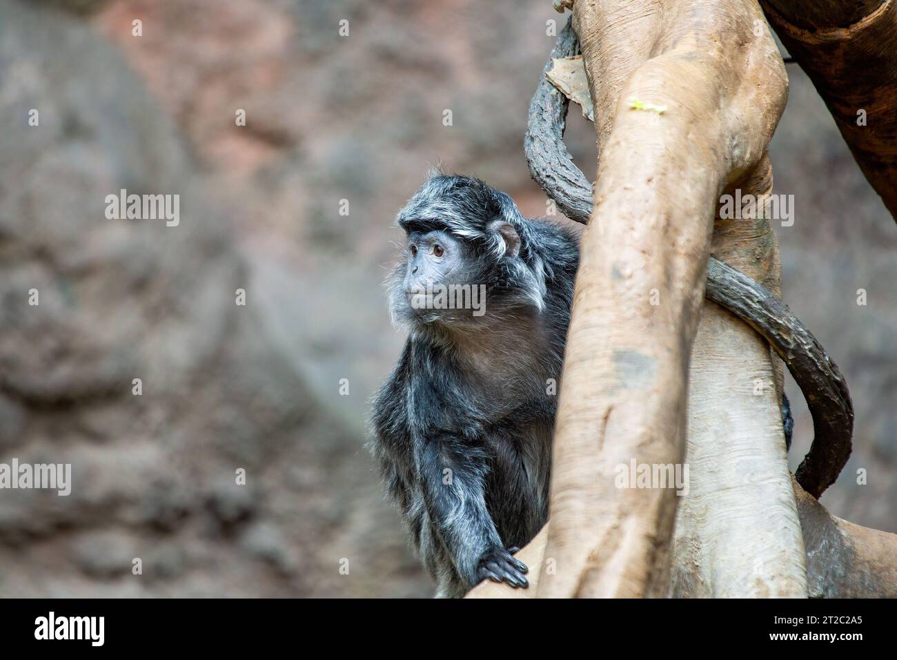 The ebony langur is a medium-sized monkey native to the rainforests of Indonesia. It is known ...