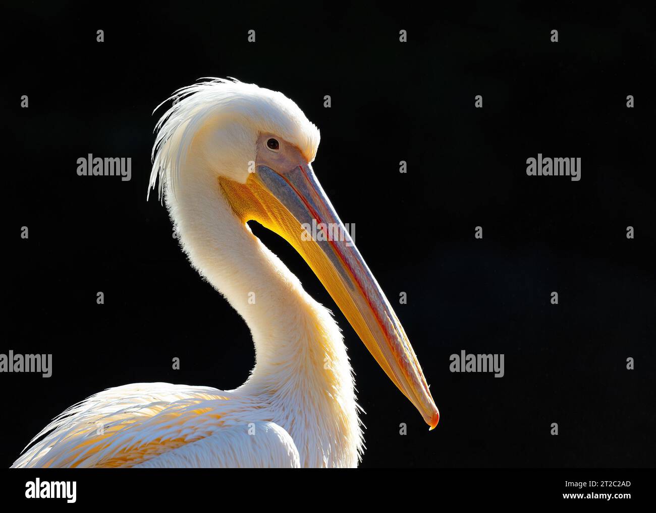 The great white pelican is one of the largest flying birds in the world ...