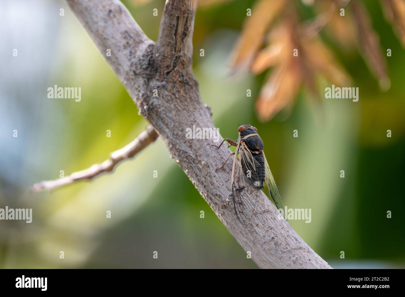 A closeup of a beautiful dragonfly, its wings spread wide in a vibrant ...