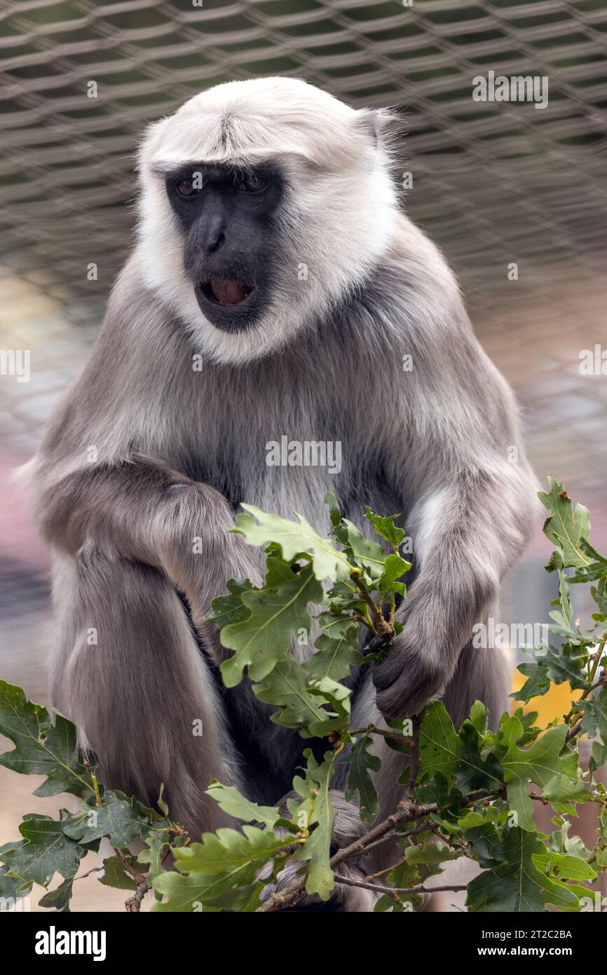 Indian native monkey hi-res stock photography and images - Alamy