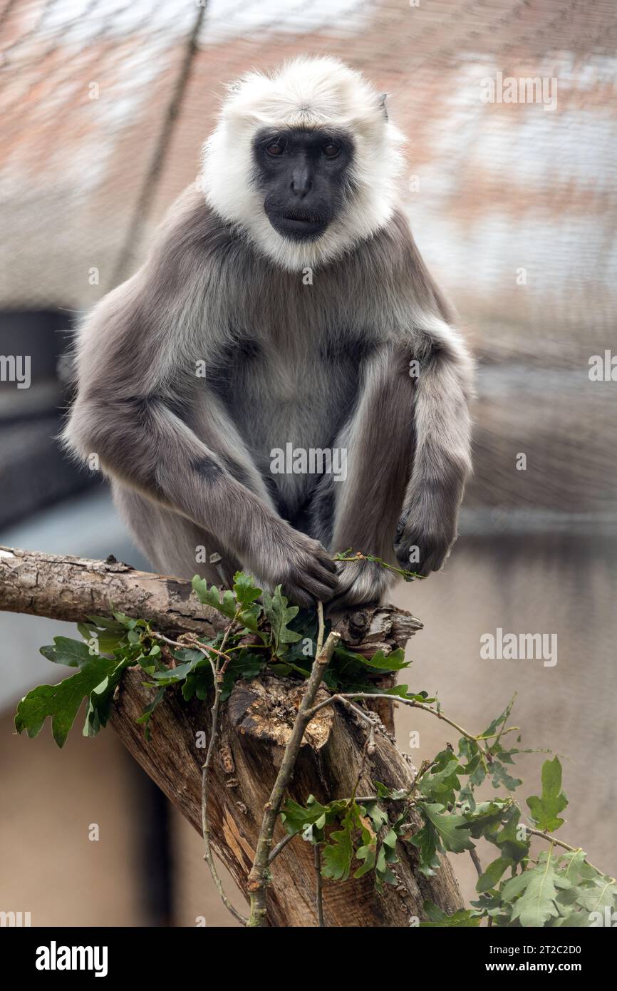 The Hanuman langur monkey is a medium-sized monkey native to the Indian ...