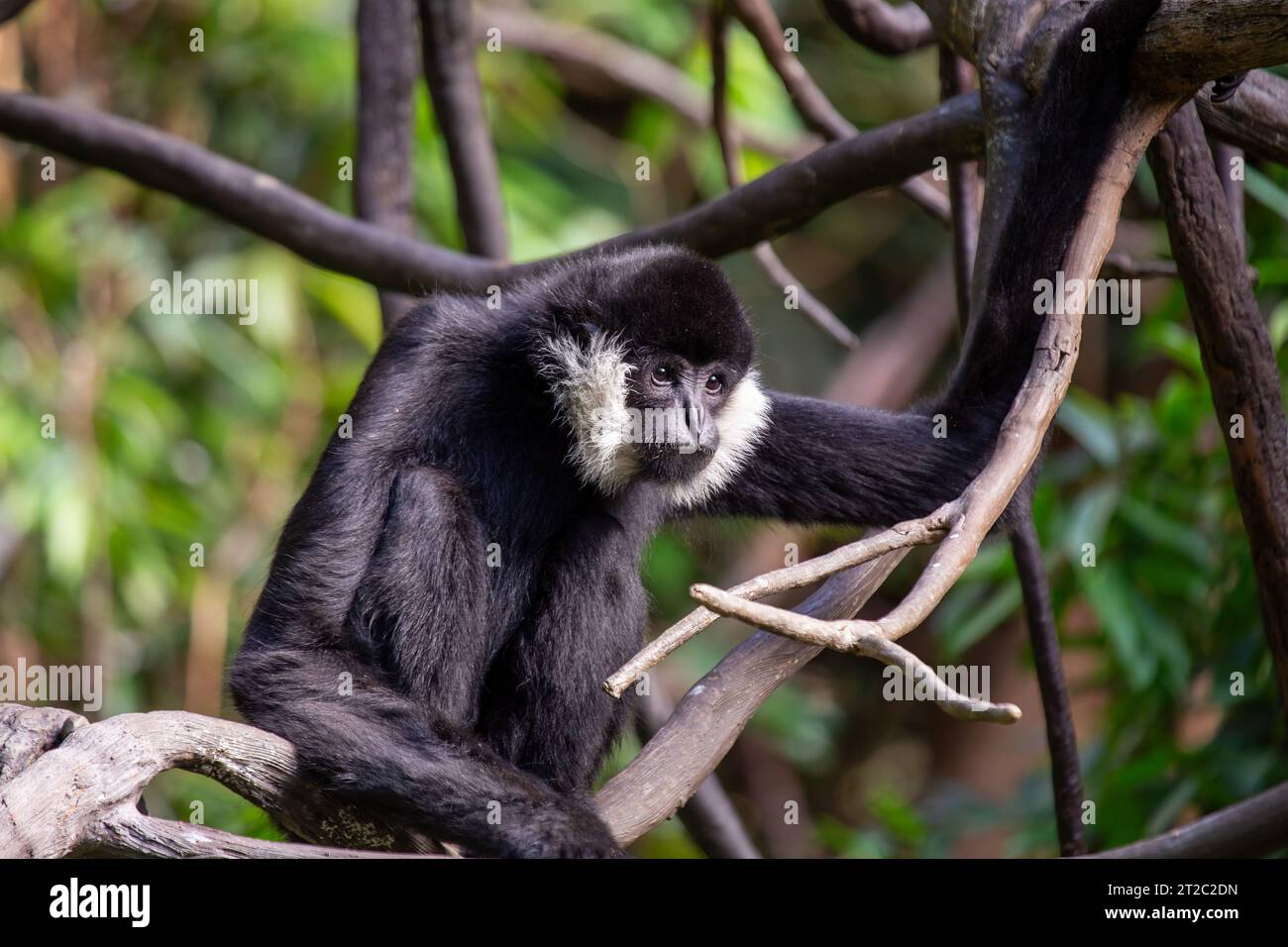 The northern white-cheeked gibbon is a small ape native to the ...