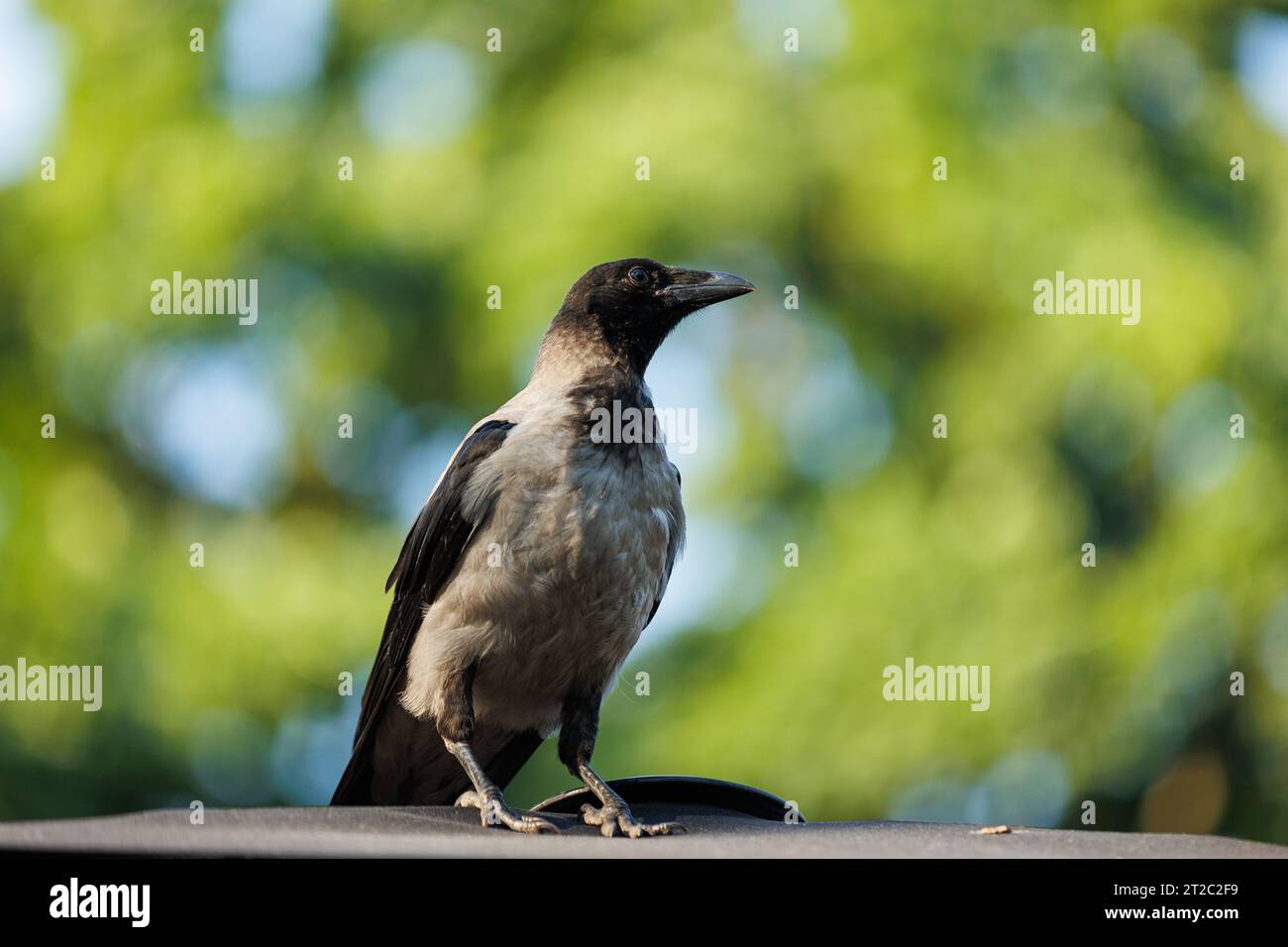 Crow landing on field hi-res stock photography and images - Alamy