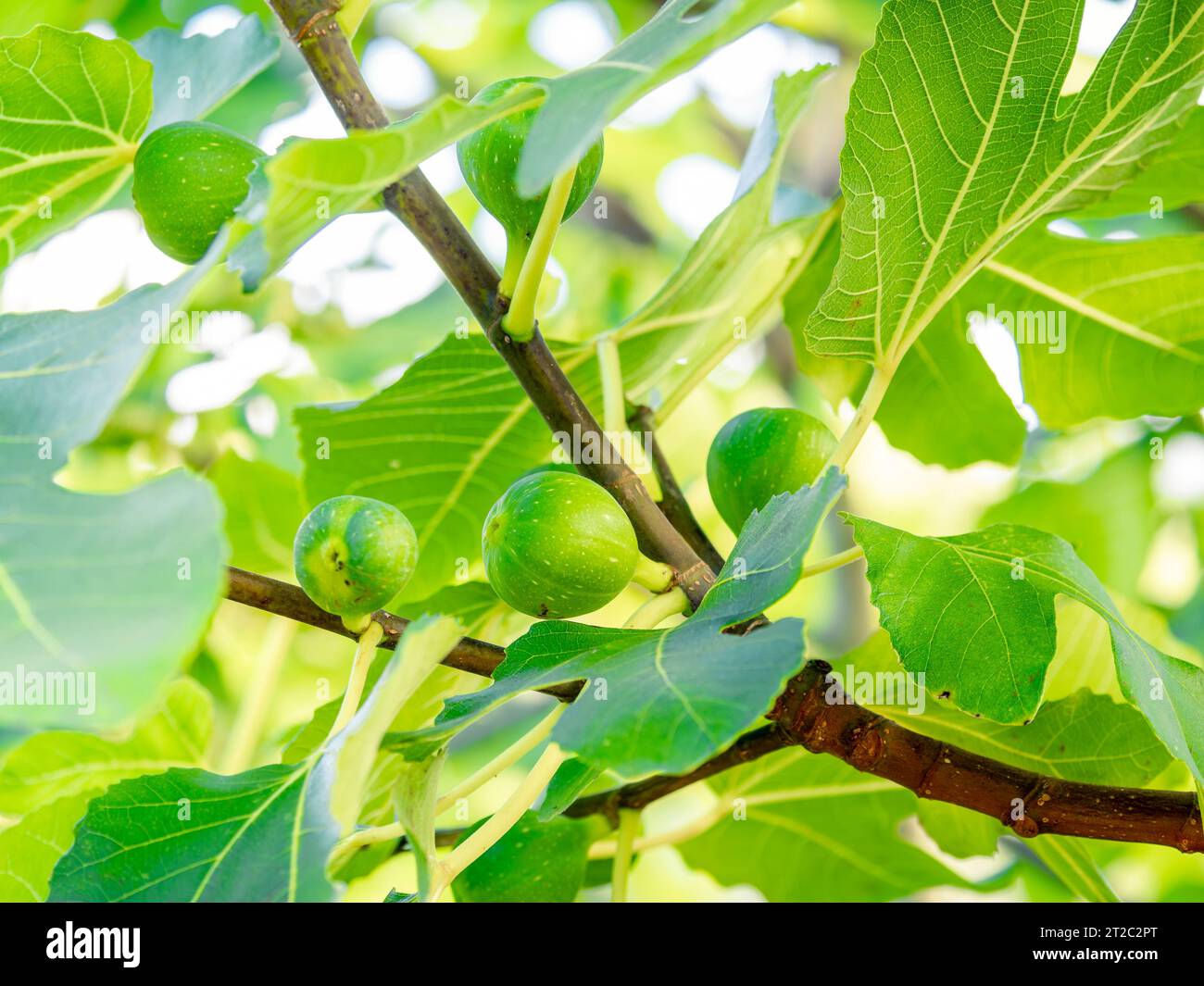 detail of figs on the branch of a fig tree (Ficus carica) with blurred ...