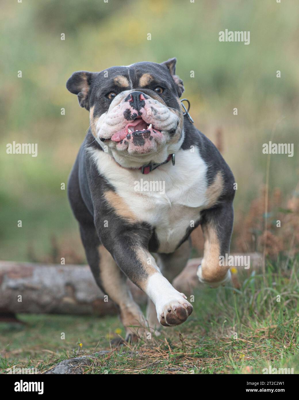 English Bulldog running towards camera Stock Photo - Alamy