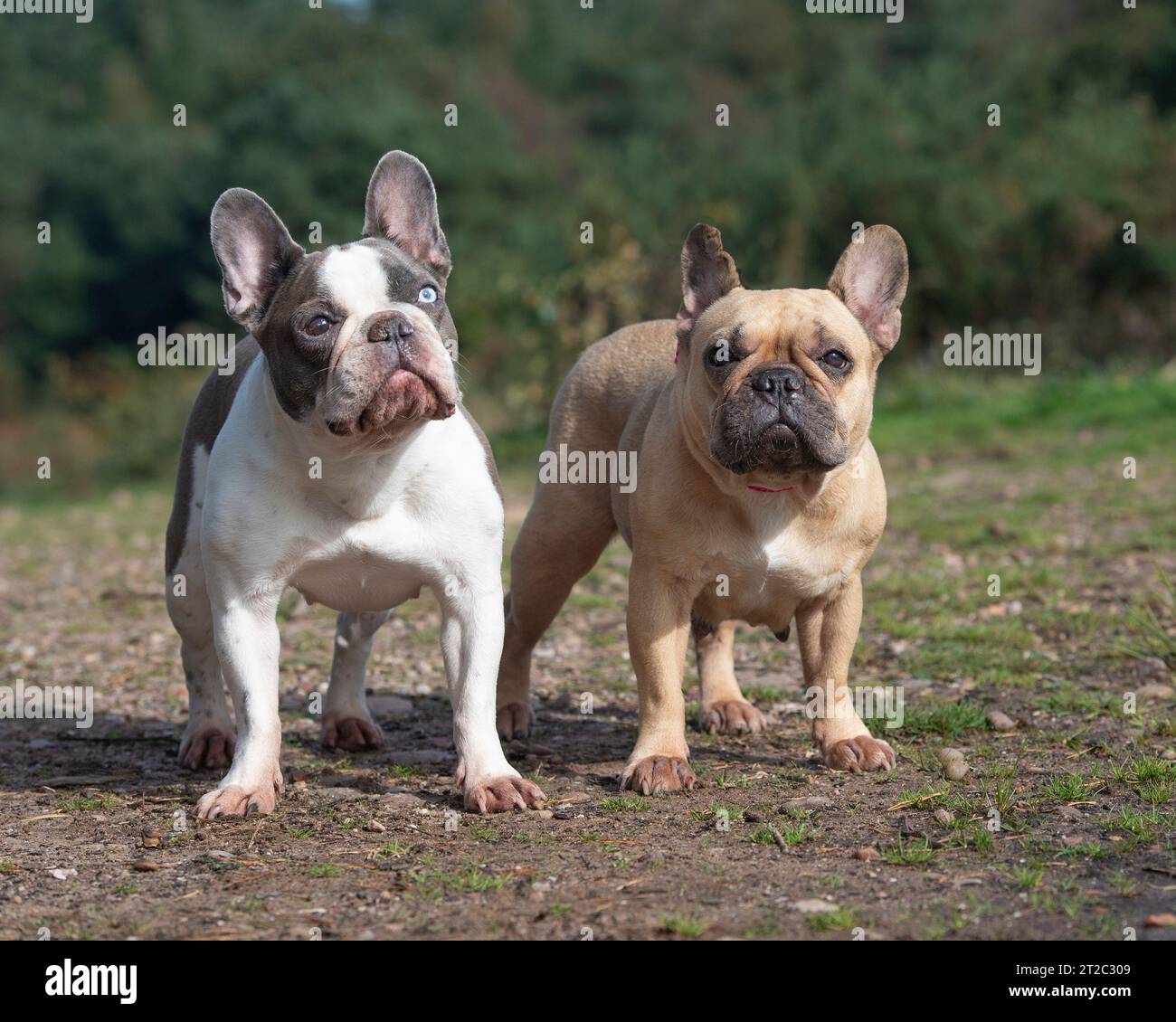 Two French Bulldogs standing Stock Photo - Alamy