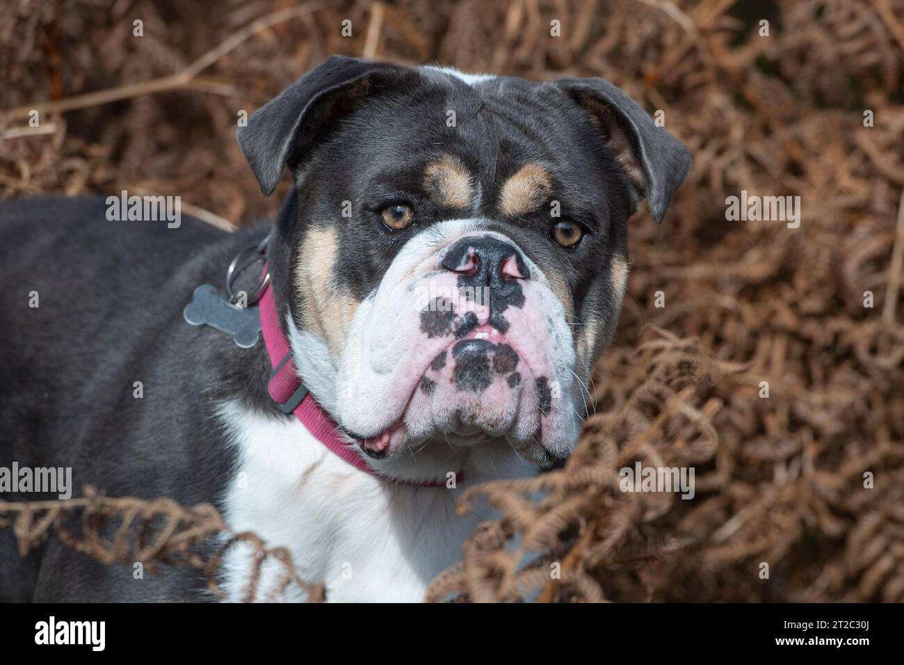 Olde English Bulldog Stock Photo - Alamy