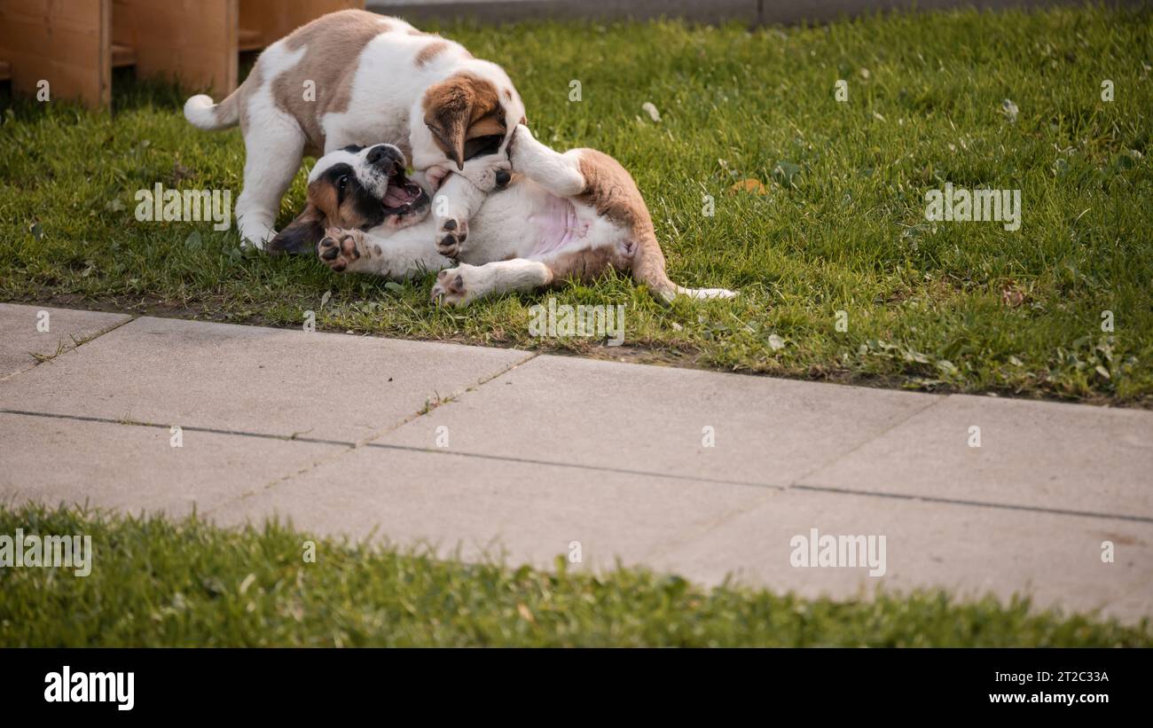 Portrait of a dog. Two white and brown Saint Bernard puppy playing on ...