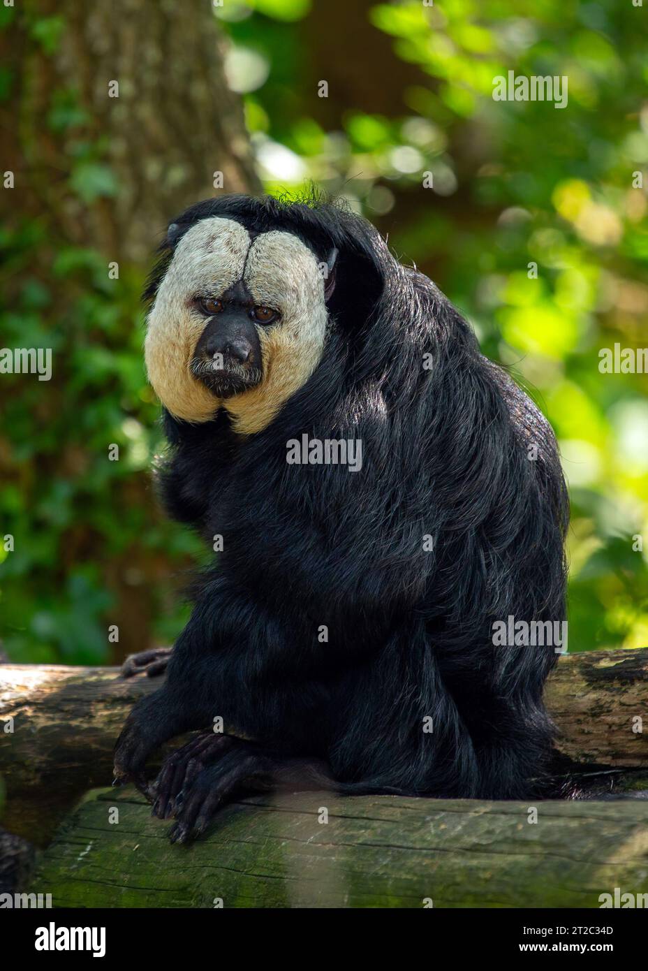 The white-faced saki is a medium-sized monkey native to the rainforests ...