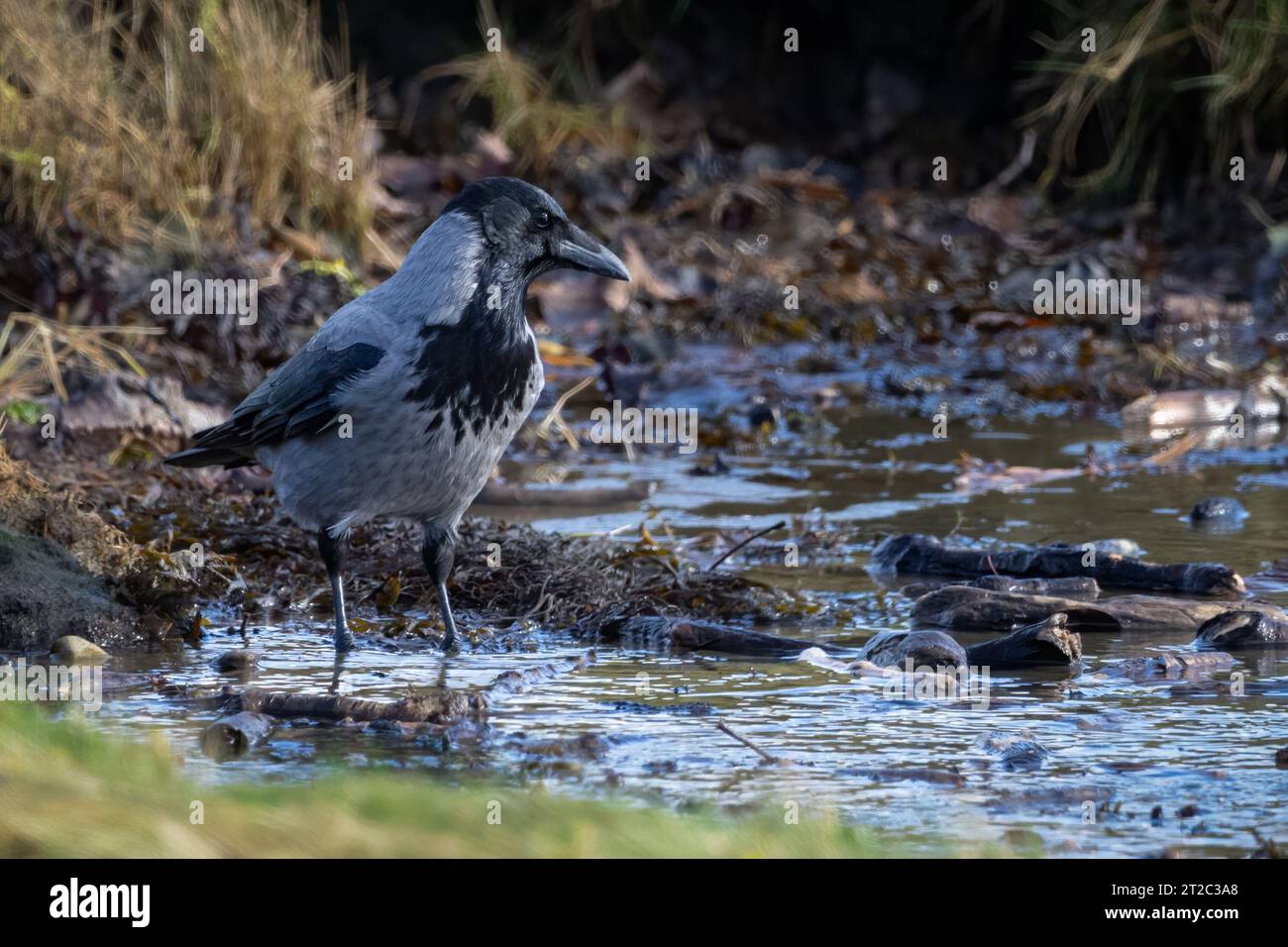 Hooded crow scotland hi-res stock photography and images - Alamy