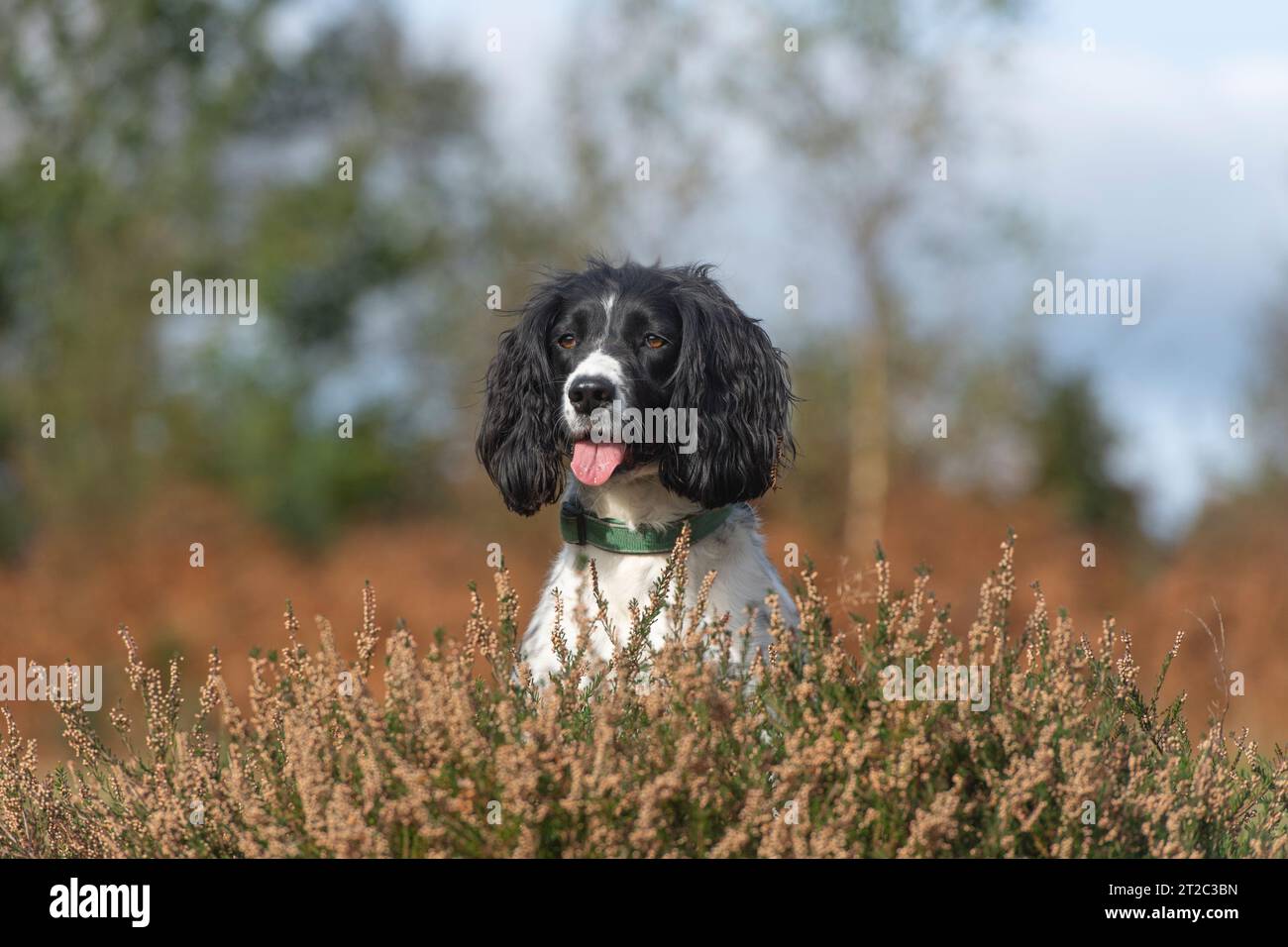English Cocker Spaniel in moorland heather Stock Photo - Alamy