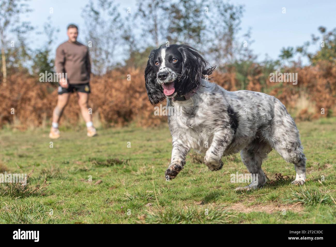 dog owner with his spaniel running off lead Stock Photo - Alamy