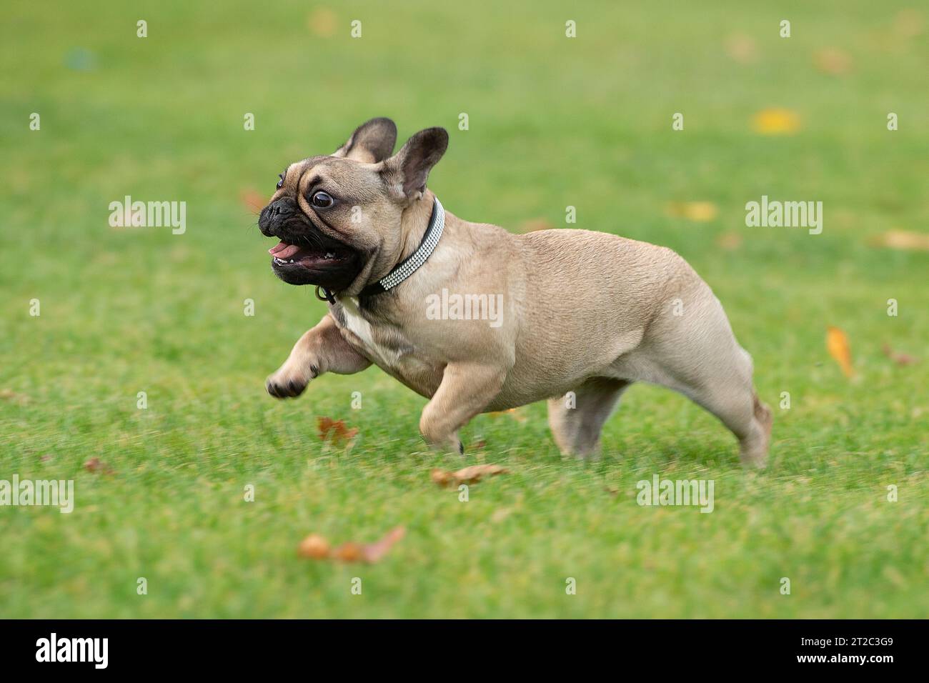 healthy French Bulldog running Stock Photo - Alamy