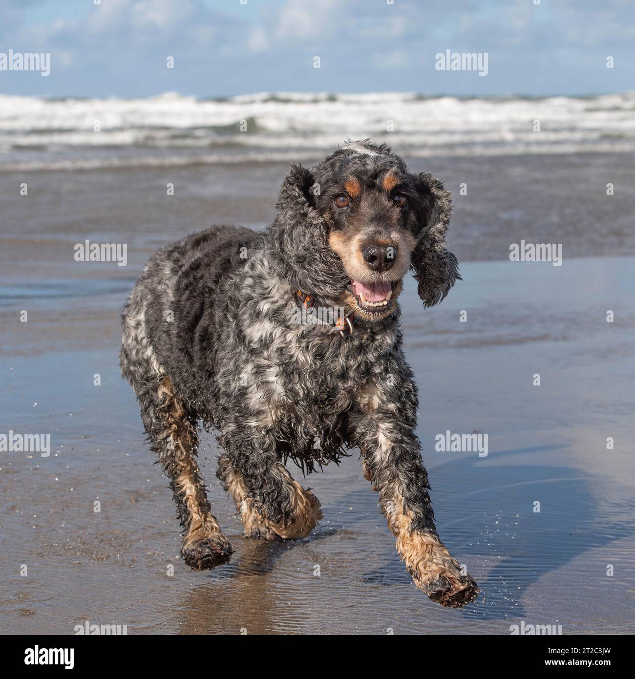 English Cocker Spaniel dog at the beach Stock Photo - Alamy