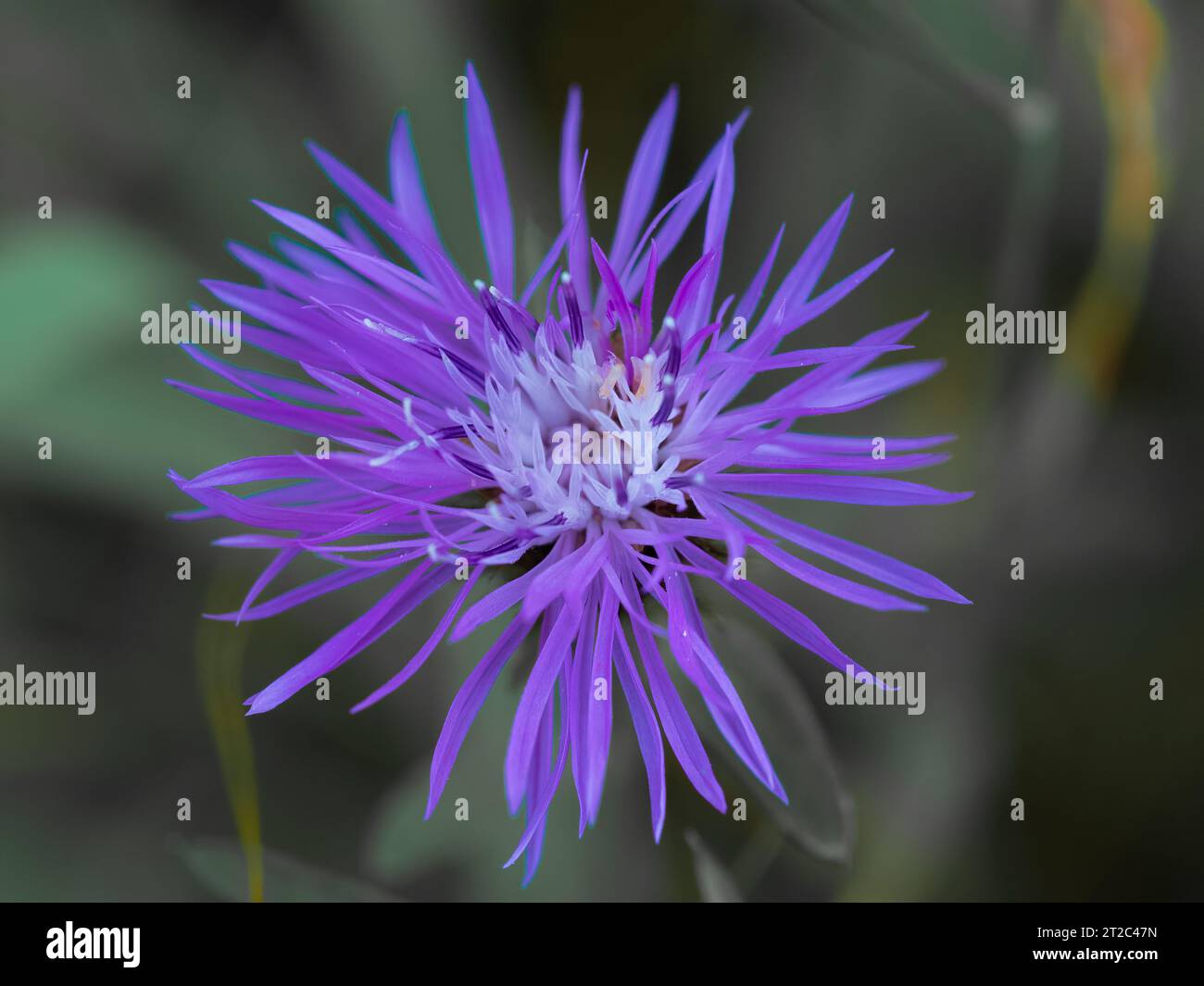purple color flower Stock Photo - Alamy