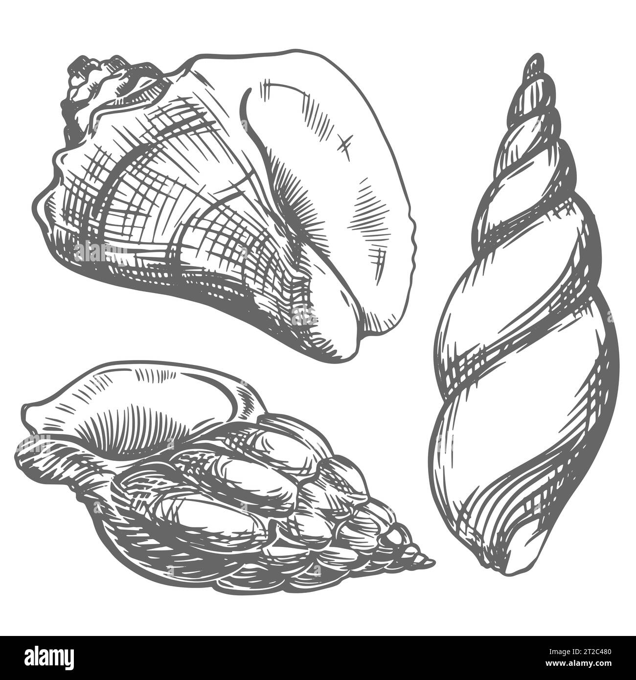 Mollusks sea shells mollusks Black and White Stock Photos & Images - Alamy