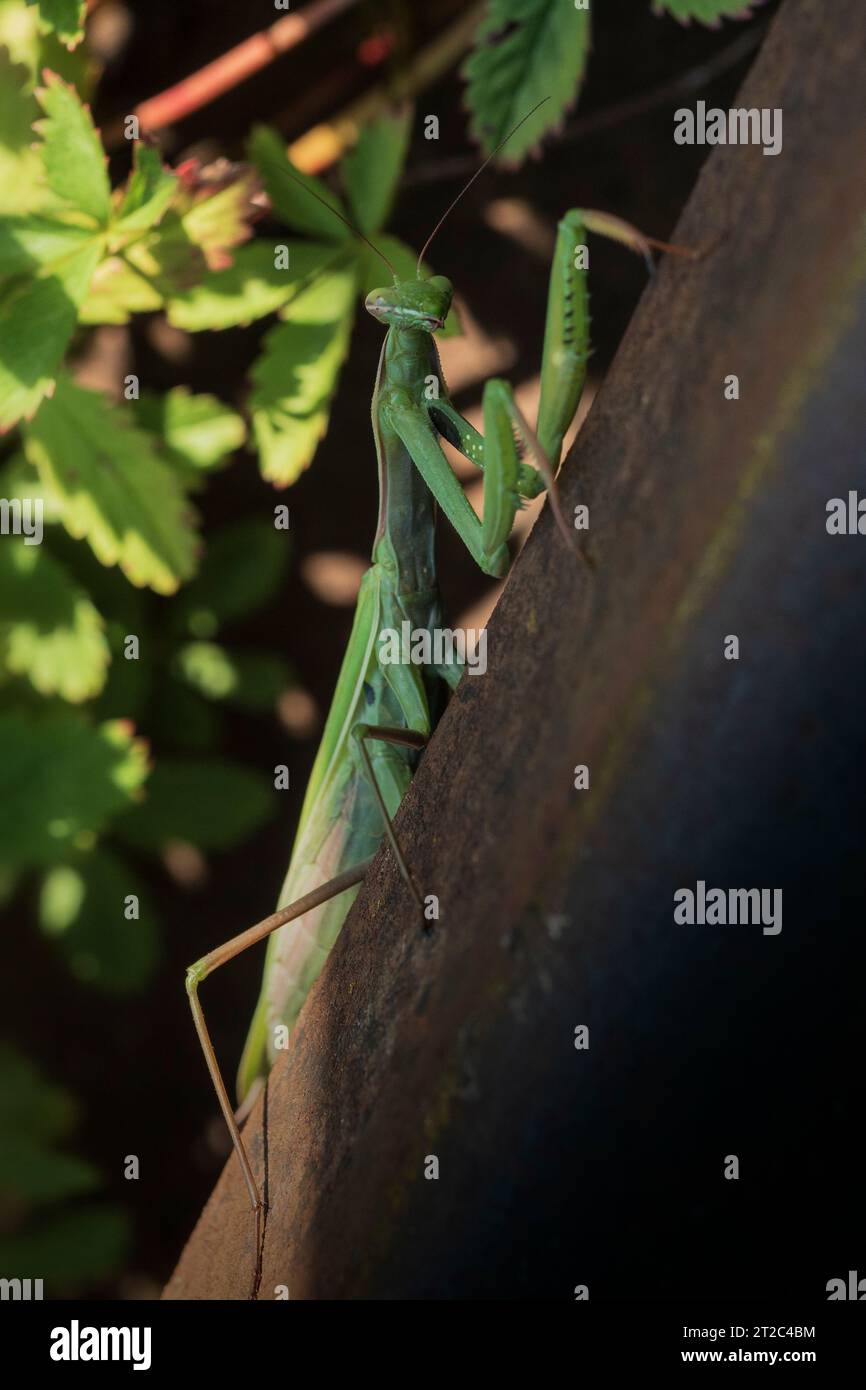 Hug praying hi-res stock photography and images - Alamy