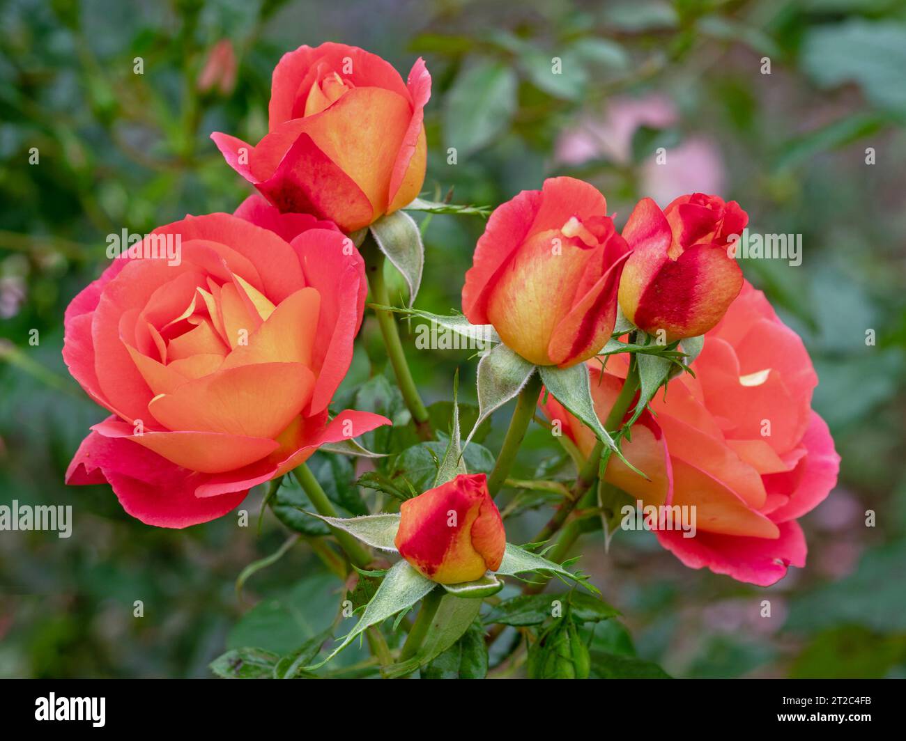 Ginger variety hi-res stock photography and images - Alamy