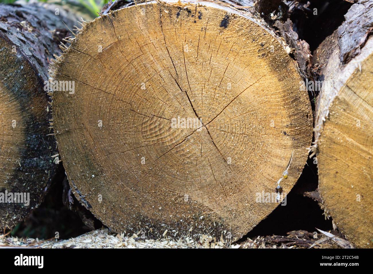 Logs ready for loading hi-res stock photography and images - Alamy
