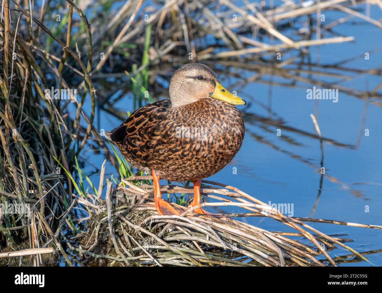 A beautiful Mottled Duck resting on a clump of vegetation in a south ...