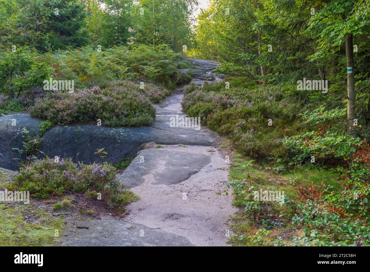 Landscape in a nature reserve Broumovske steny, eastern Bohemia, Czech ...