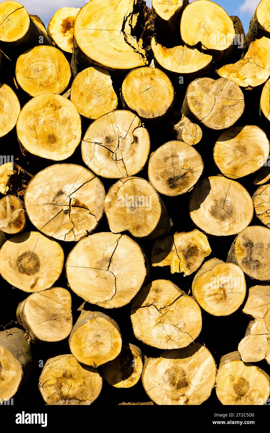 wooden logs on the open air Stock Photo - Alamy