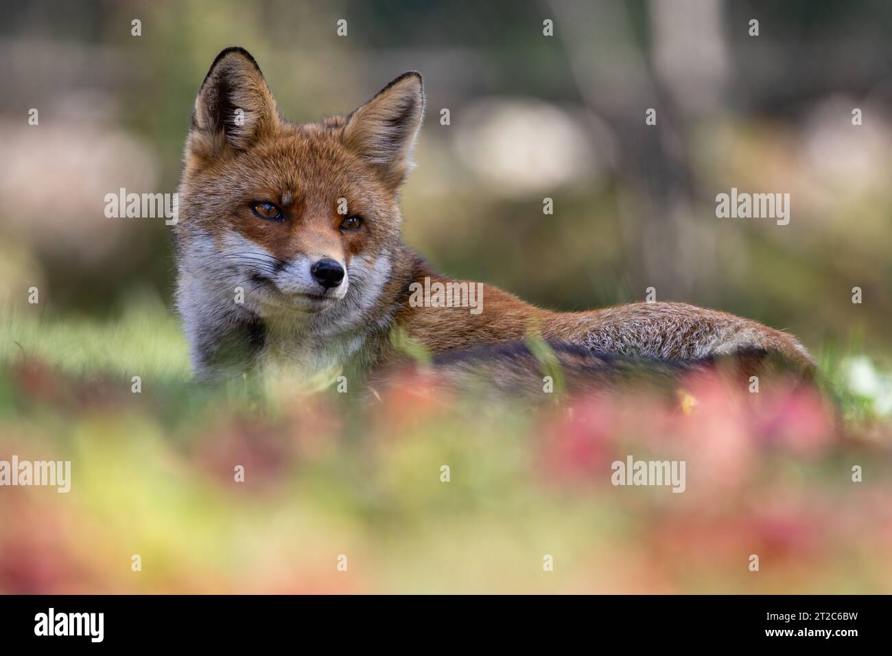 red fox and autumn shades Stock Photo - Alamy