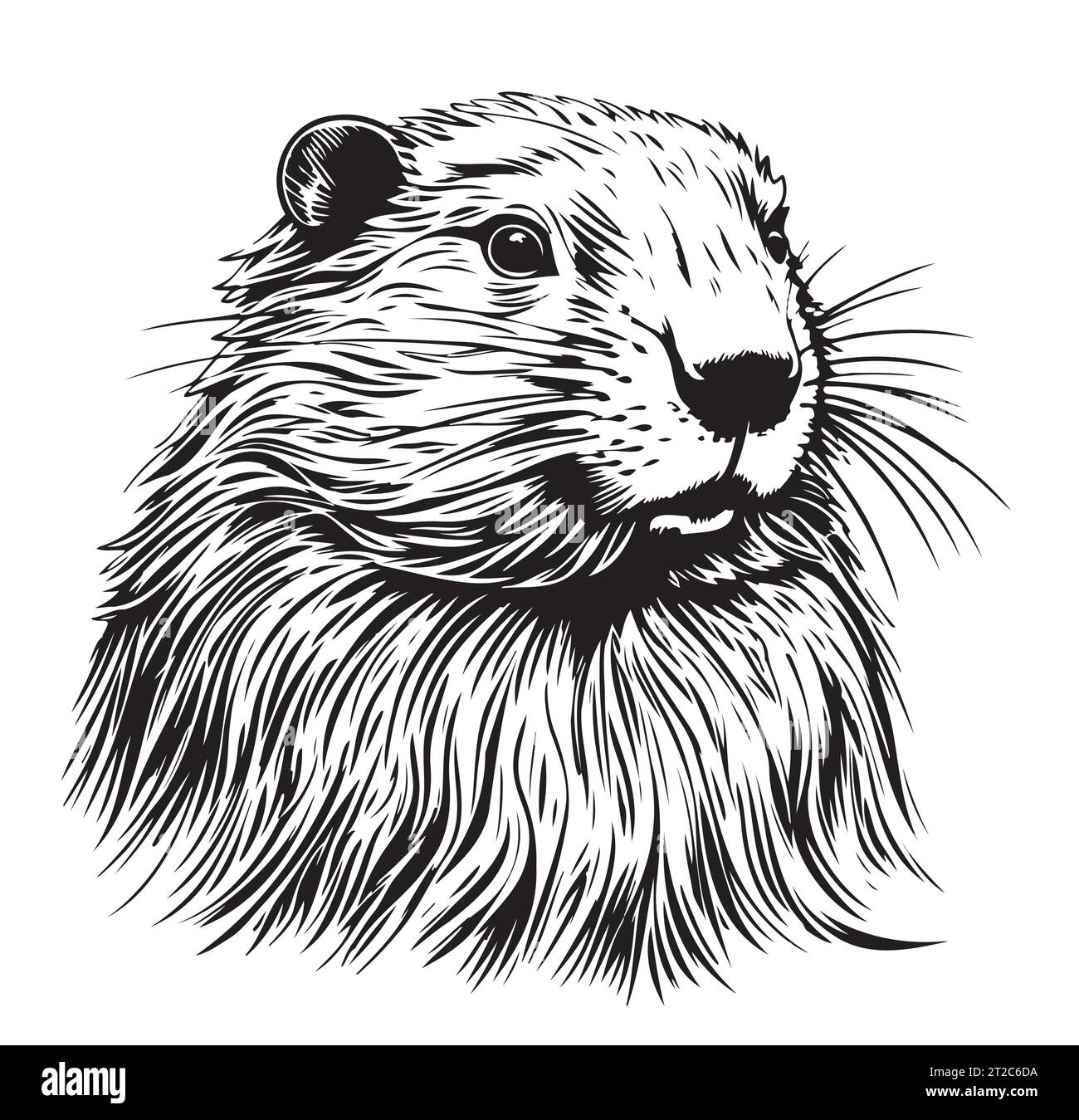 Beaver head sketch hand drawn Vector illustration Wild Animals Stock ...
