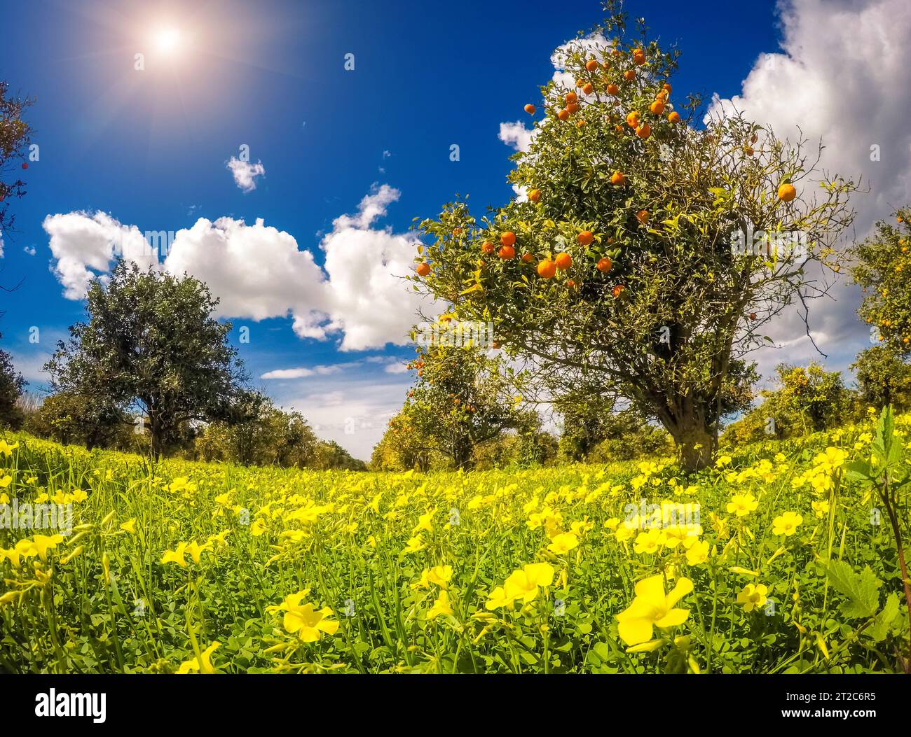 Fantastic views of the garden with blue sky. Mediterranean climate ...
