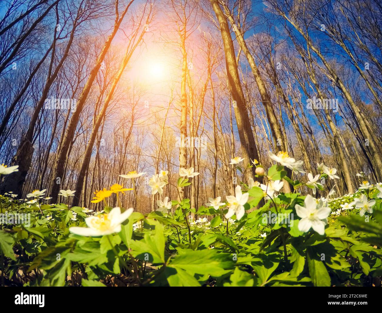 Fantastic forest with fresh flowers in the sunlight. Dramatic unusual ...
