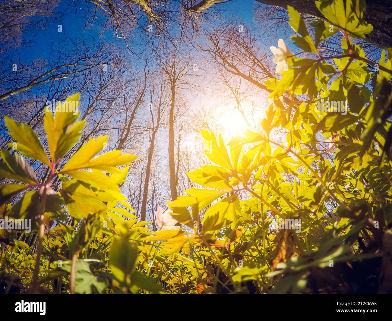 Fantastic forest with fresh flowers in the sunlight. Dramatic unusual ...
