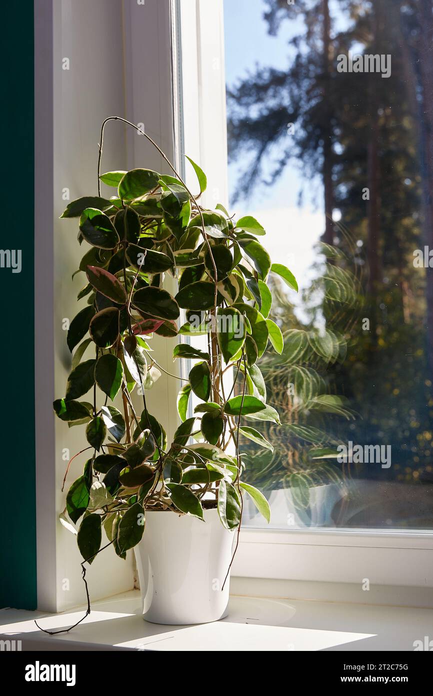 Variegated foliage of hoya carnosa variegata Krimson Queen on sunny ...