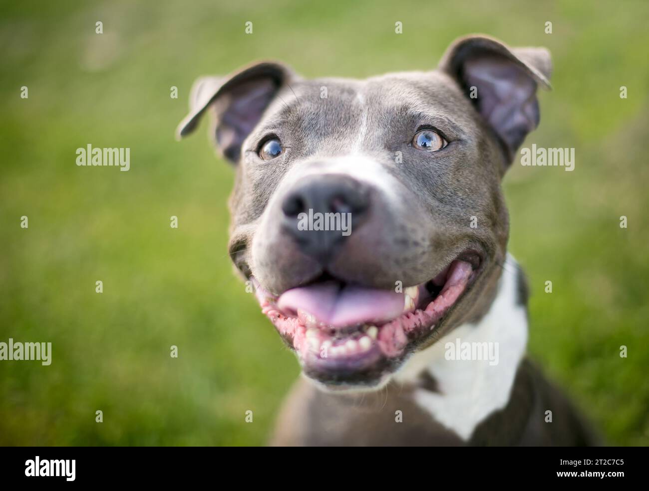 A friendly Pit Bull Terrier mixed breed dog with a happy expression ...