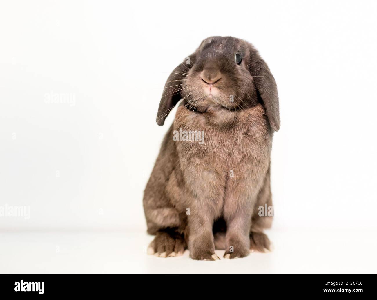 A lop eared domestic pet rabbit sitting on a white background Stock ...