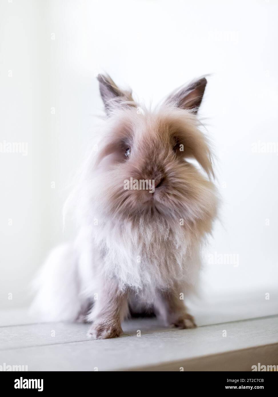 A fluffy purebred Lionhead rabbit sitting and looking at the camera ...