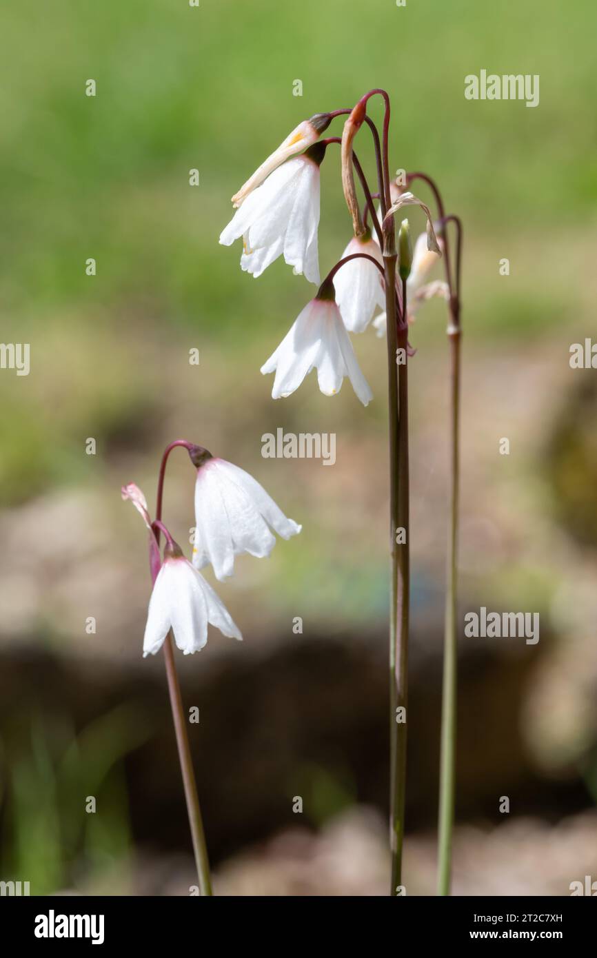 Acis autumnalis hi-res stock photography and images - Alamy