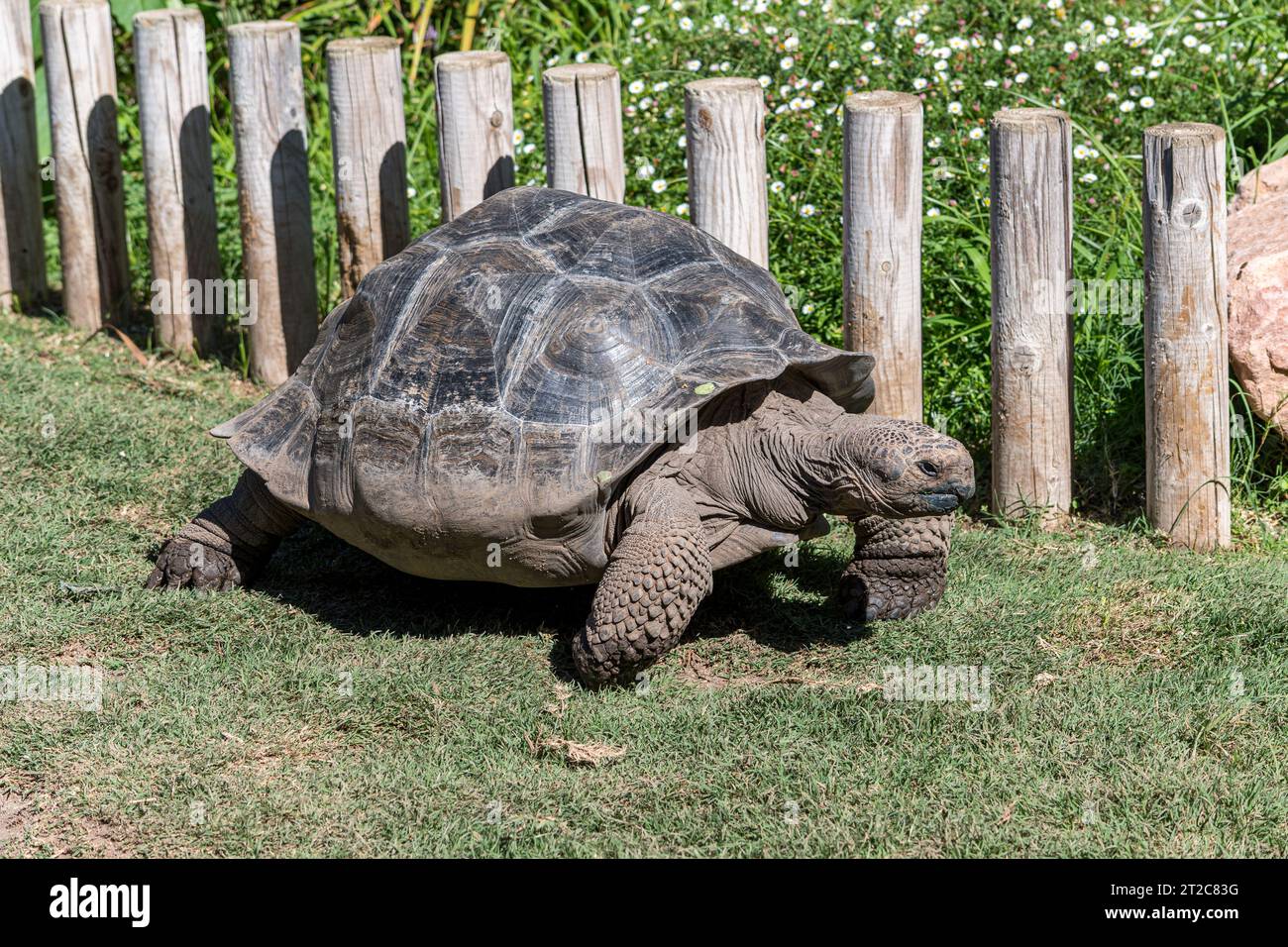 Giant land tortoise while moving slowly in a green garden on a sunny ...