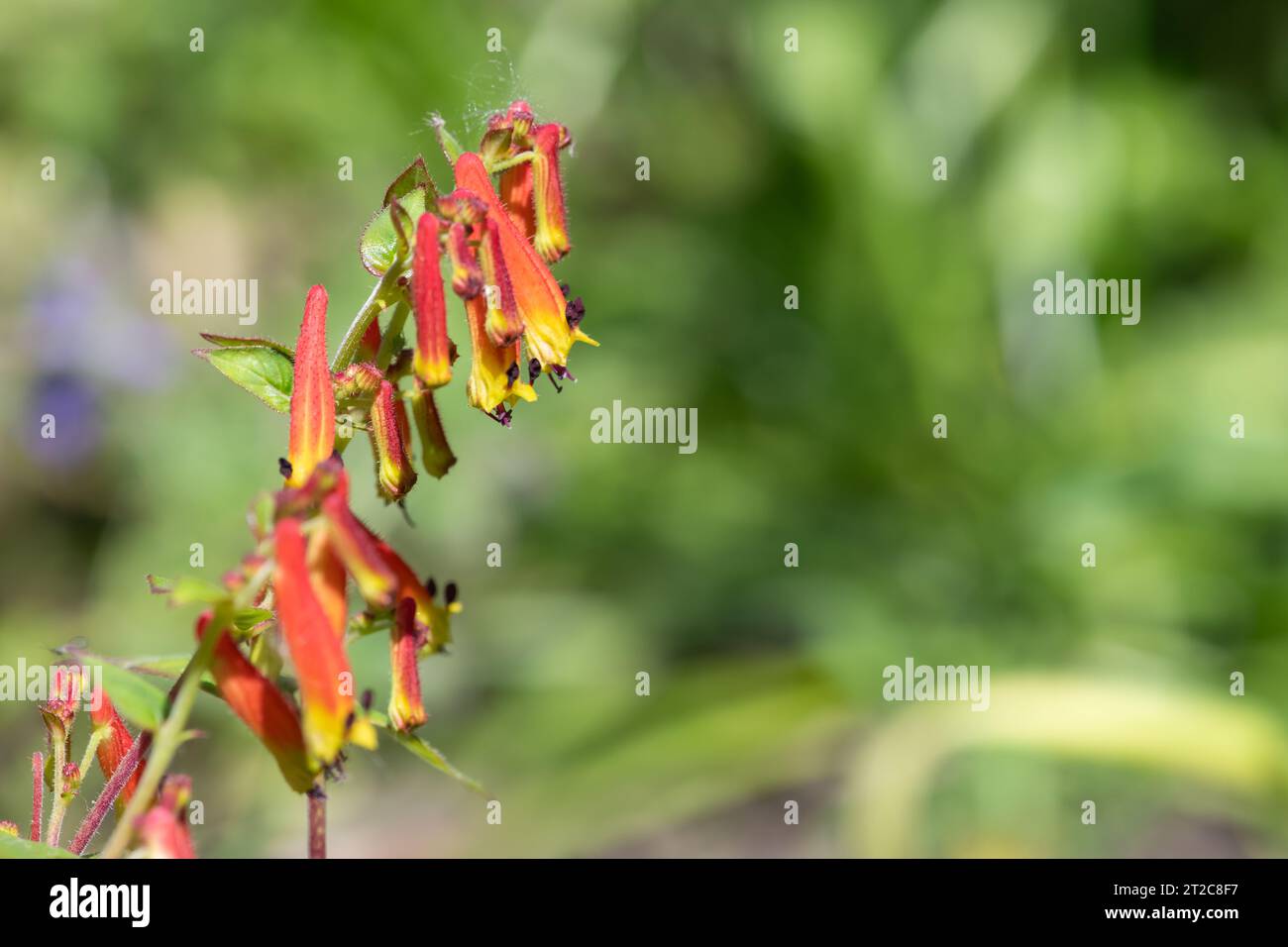 Cuphea cigar plant hi-res stock photography and images - Alamy