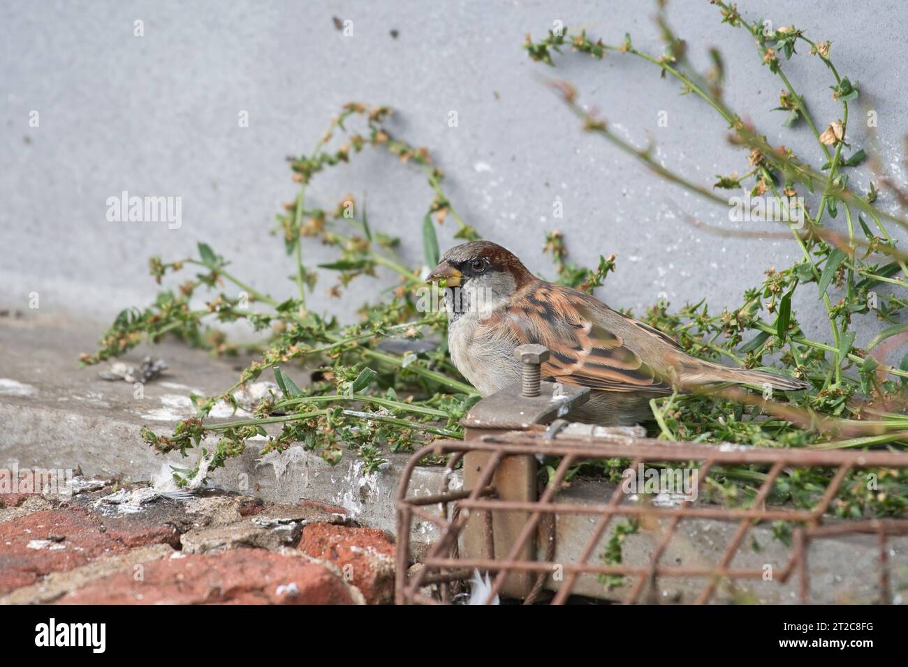 House sparrow (Passer domesticus) male feeding on seeds of a weed ...