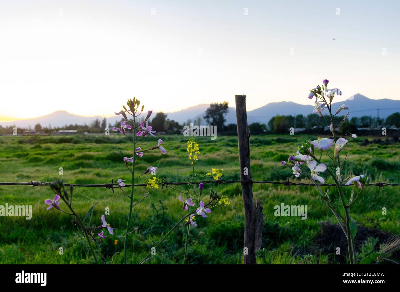 Rural landscapes at the golden hour. El Olivar, Rancagua, Chile Stock ...