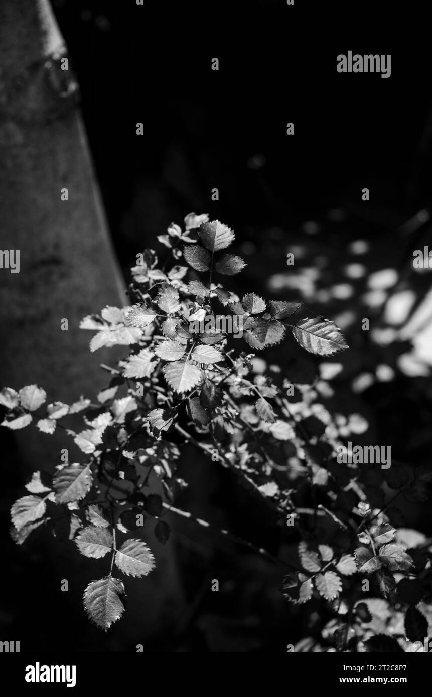 Flowers and plants in a garden at the countryside of El Olivar ...