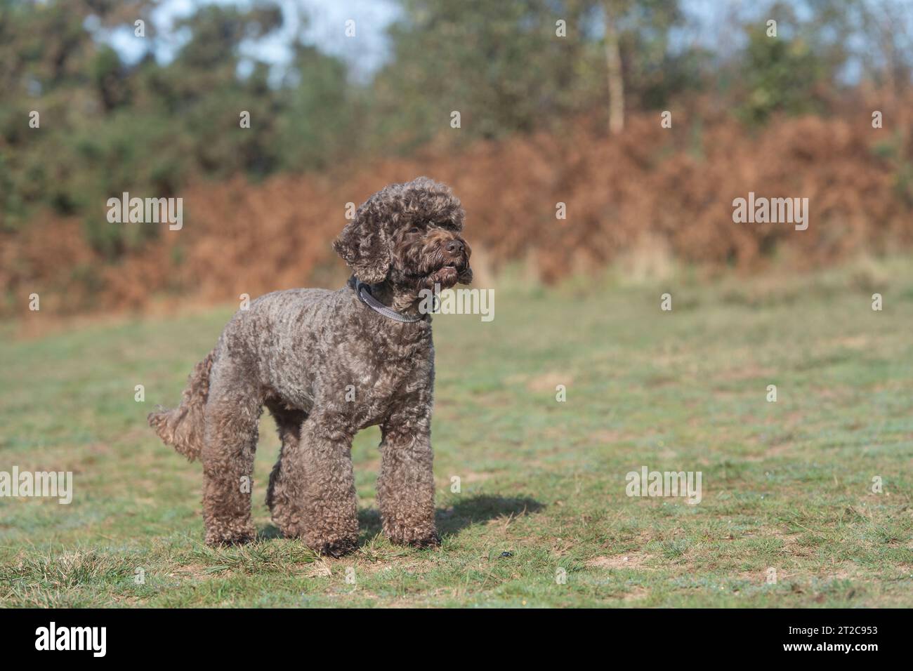 cockapoo standing full body Stock Photo - Alamy