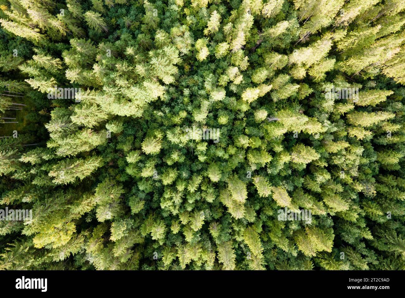 Aerial view of green pine forest with dark spruce trees. Nothern ...