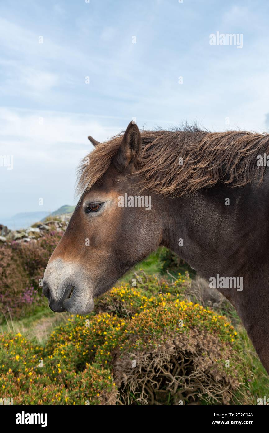 Head shot of an Exmoor pony at the top of Countisbury Hill in Exmoor ...