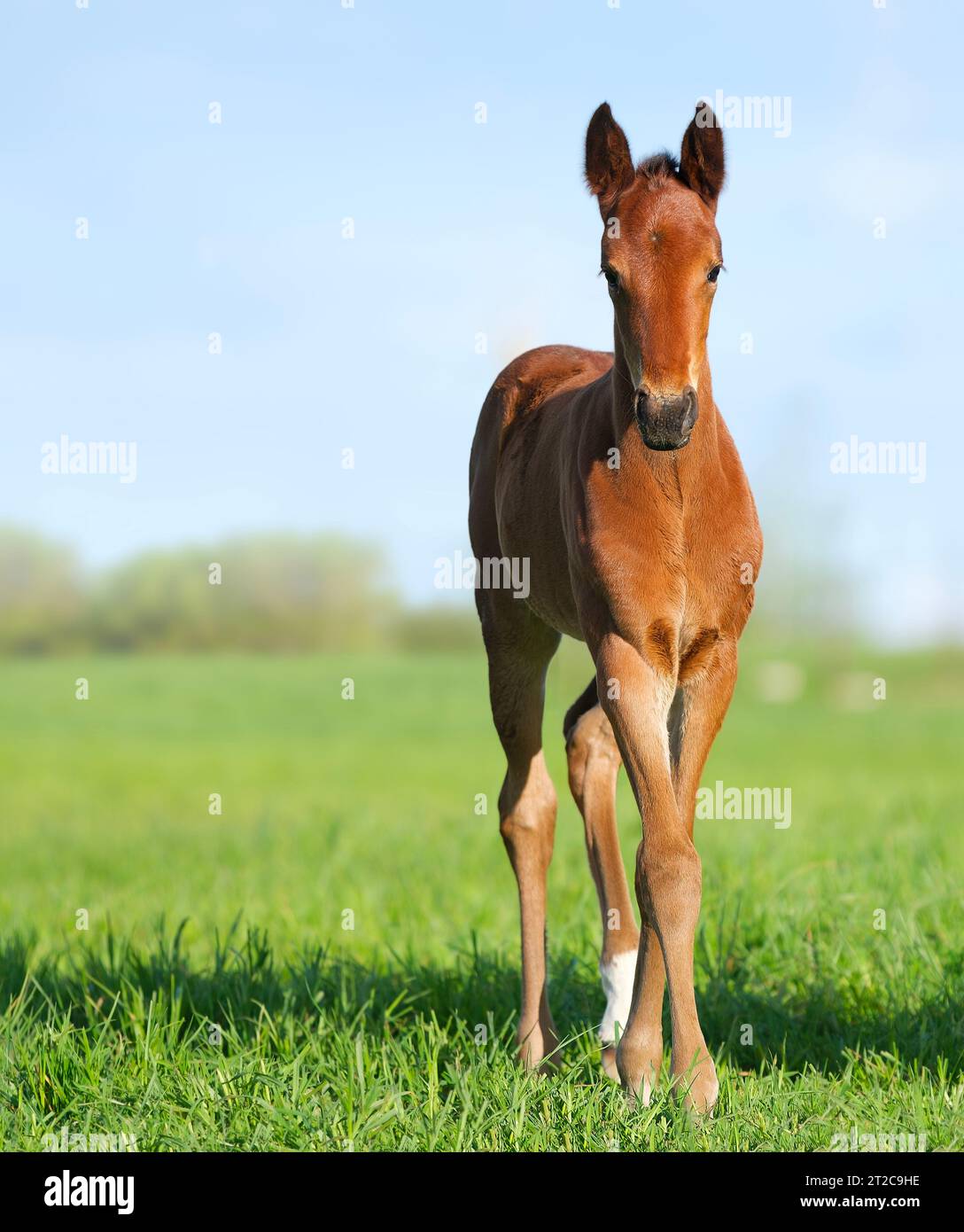 Baby horse hoof hi-res stock photography and images - Alamy