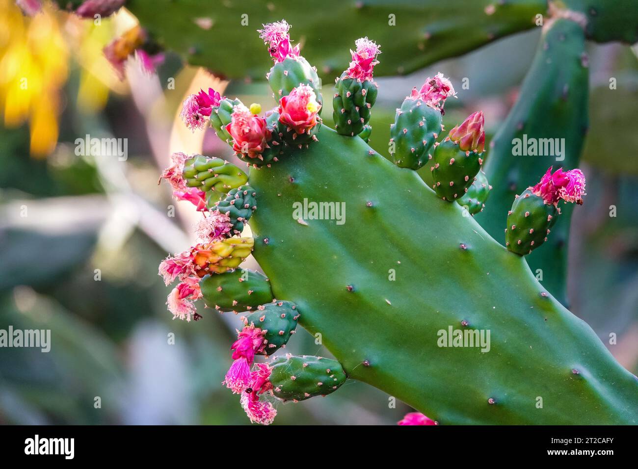 Prickly Pear cactus known in Mexico as Nopal blooming in San Miguel de ...