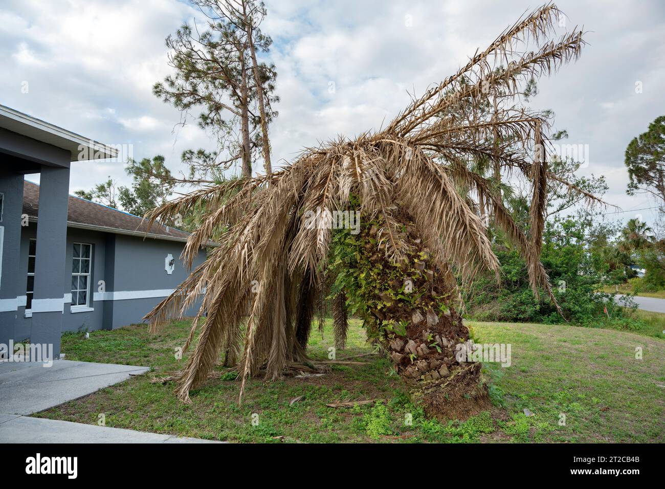 Dry dead palm tree on Florida home backyard Stock Photo - Alamy