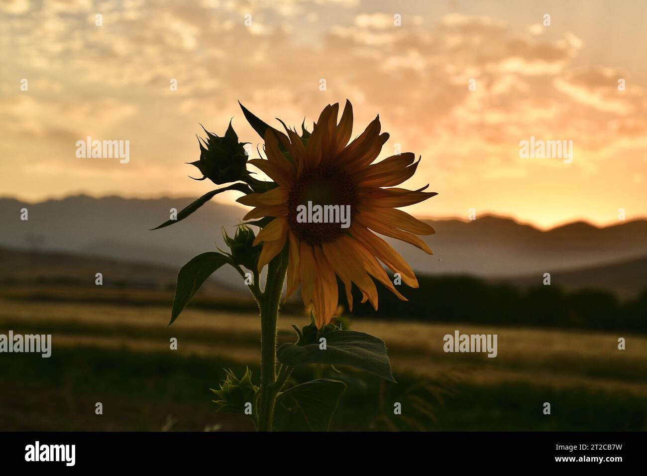 Sunflower in the farm. Beautiful sunset behind Stock Photo - Alamy